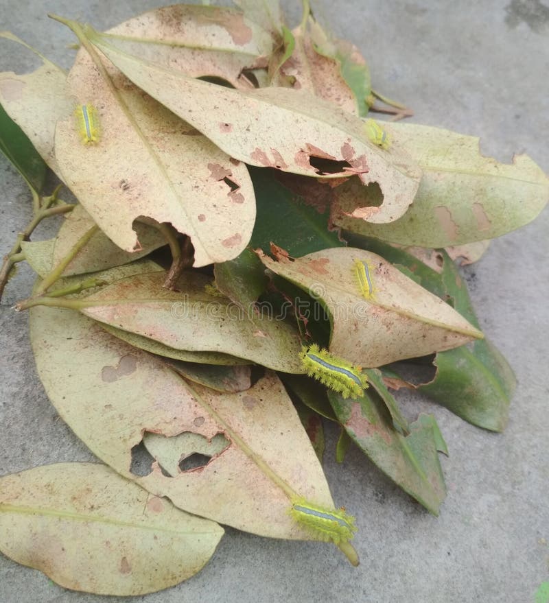 Green Caterpillar Eats Brown Leaves Stock Photo - Image of branch, leaf ...
