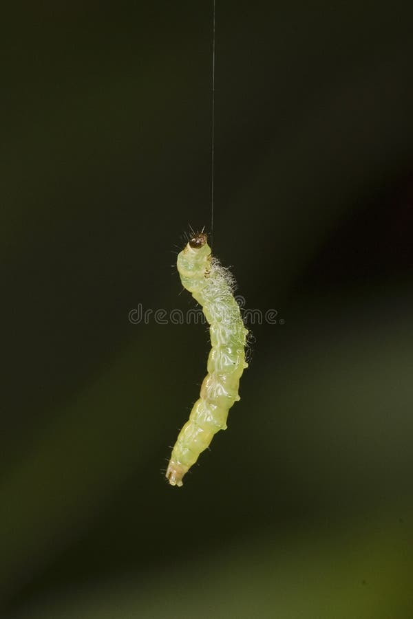 117 Caterpillar Hanging Thread Stock Photos - Free & Royalty-Free Stock ...