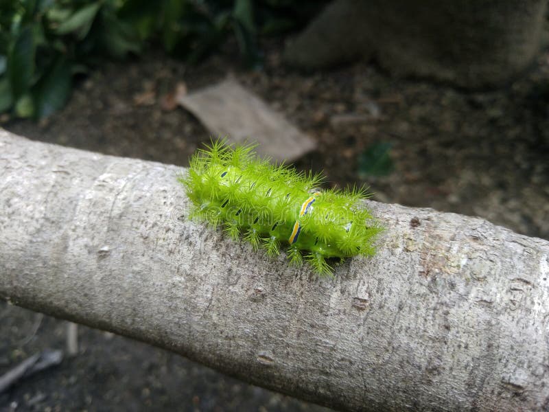 A green caterpillar stock image. Image of insect, wildlife - 269075563