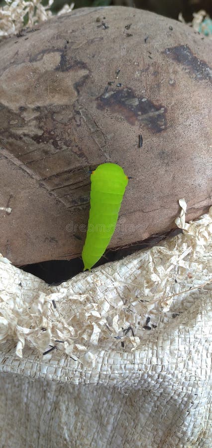 Green Caterpillar, Caterpillar, Insect, Animal, Beautiful Caterpillar ...