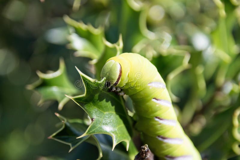 Green Caterpillar on a Leaf Stock Image - Image of spring, nature ...