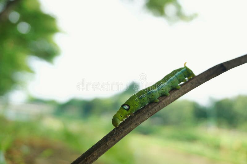 Green Caterpillar Leaf Pests at Dry Branch Stock Image - Image of ...