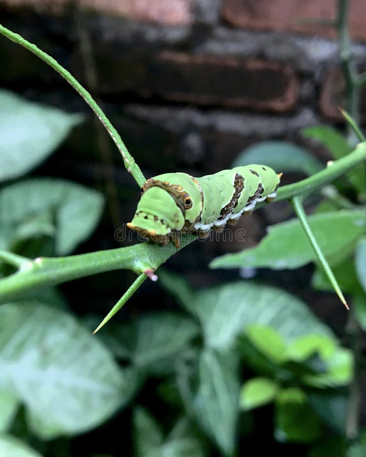 Green caterpillar stock photo. Image of green, caterpillar - 263715308