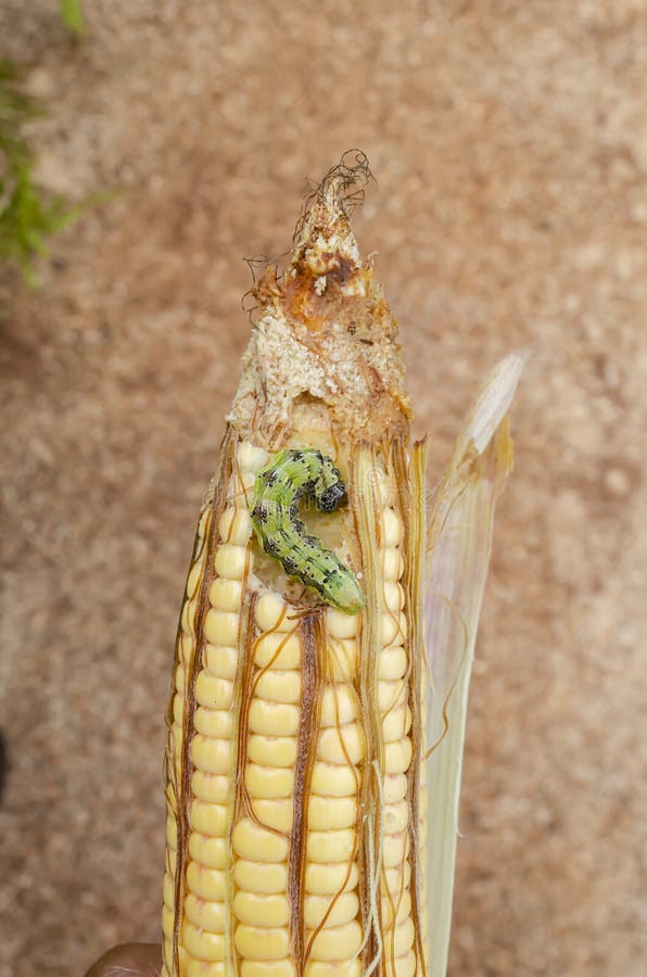 Helicoverpa Zea Larva on Corn Stock Image - Image of helicoverpa ...