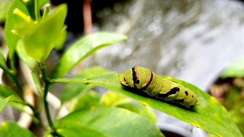 Full Frame Green Caterpillar Stock Image - Image of green, full: 203940187