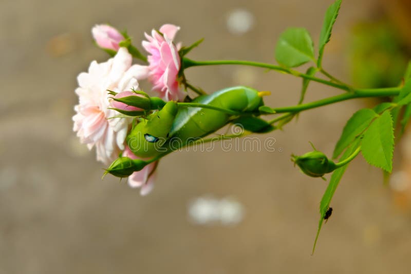 Green Caterpillar on Rose Pink Stock Photo - Image of moth, garden ...