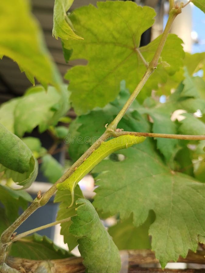 Green Caterpillar stock photo. Image of green, caterpillar - 311719132