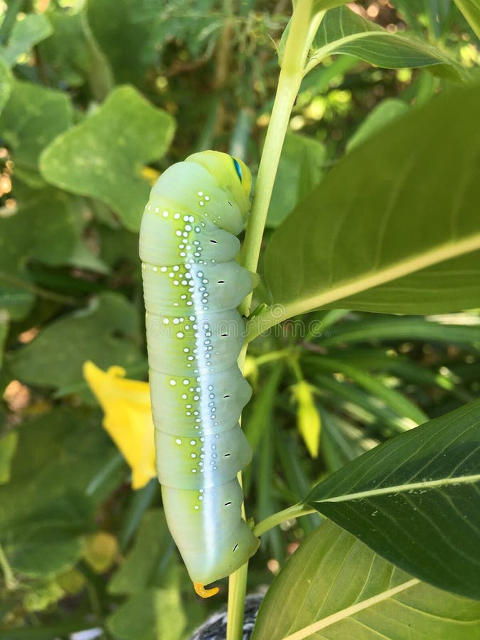 Green Caterpillar on a Tree Stock Photo - Image of colorful, beauty ...