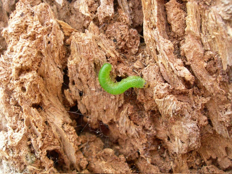 Green Caterpillar on tree stock image. Image of green - 7181397