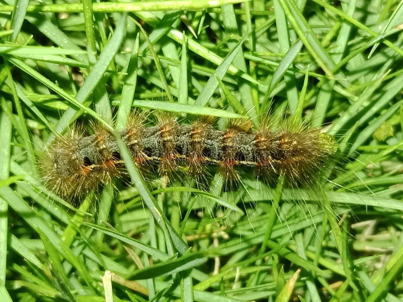 Green Caterpillar Walking in the Grass at the Night Stock Image - Image ...