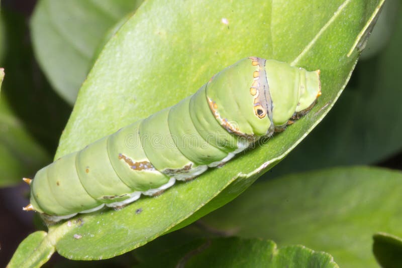 Green Caterpillar Worm on Leaf Stock Image - Image of close, insect ...