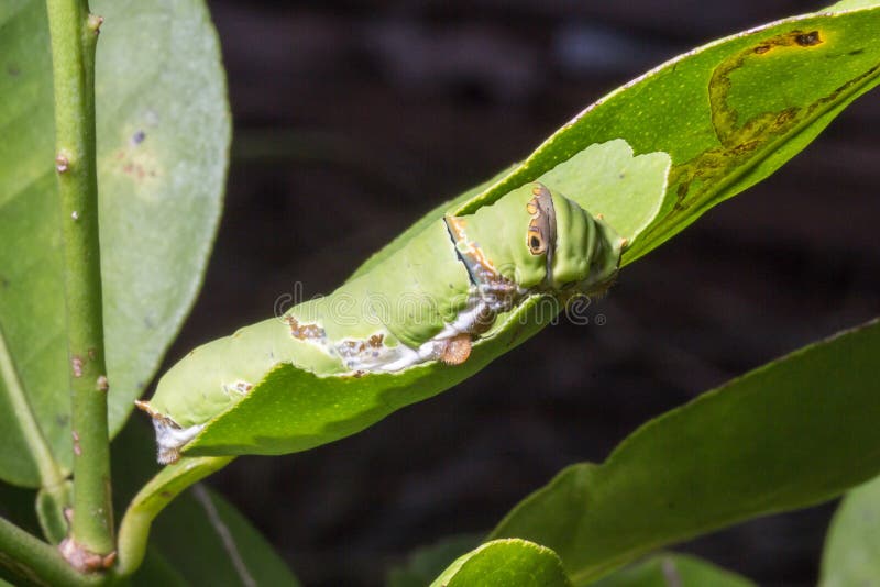 Green Caterpillar Worm on Leaf Stock Photo - Image of macro, nature ...
