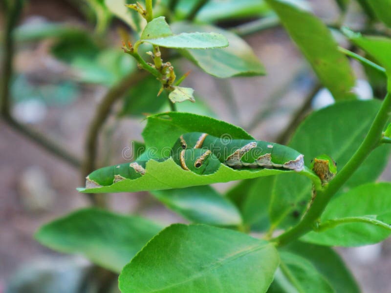 Green Caterpillars on Leaves. Caterpillars on Lemon Trees Stock Image ...