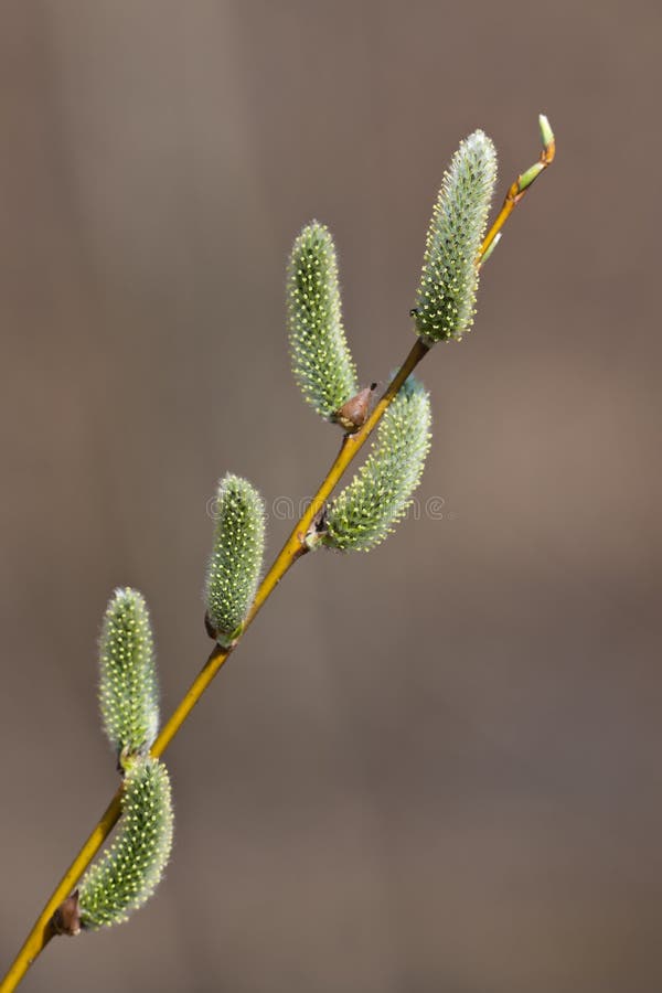 Green catkins stock photo. Image of beautiful, life, twig - 23932398