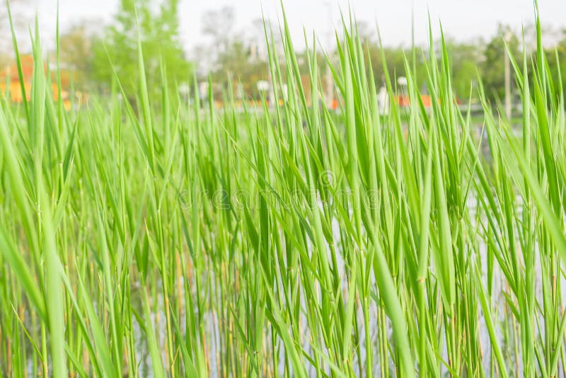 Green Cattail Texture at the Beach Stock Photo - Image of scenic ...