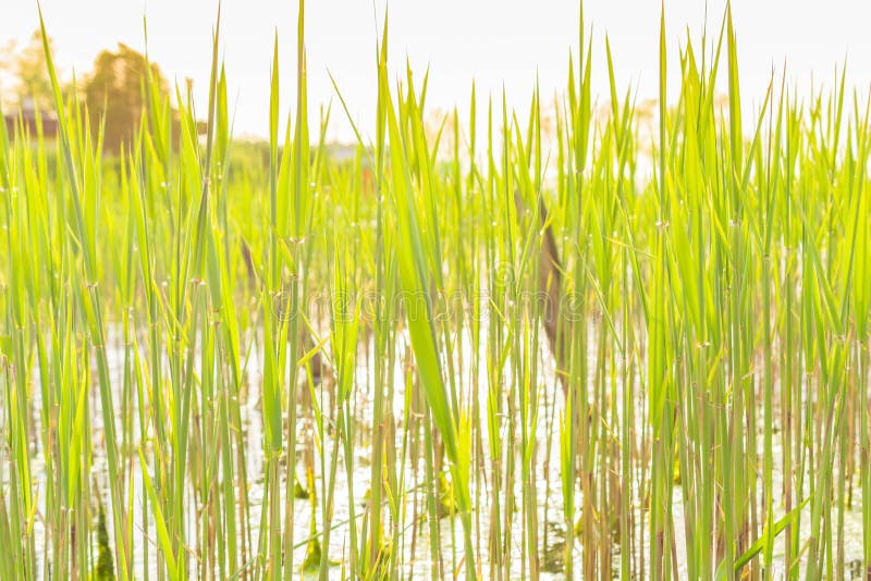 Cattail Sunset stock image. Image of autumn, scenic, fall - 61483151