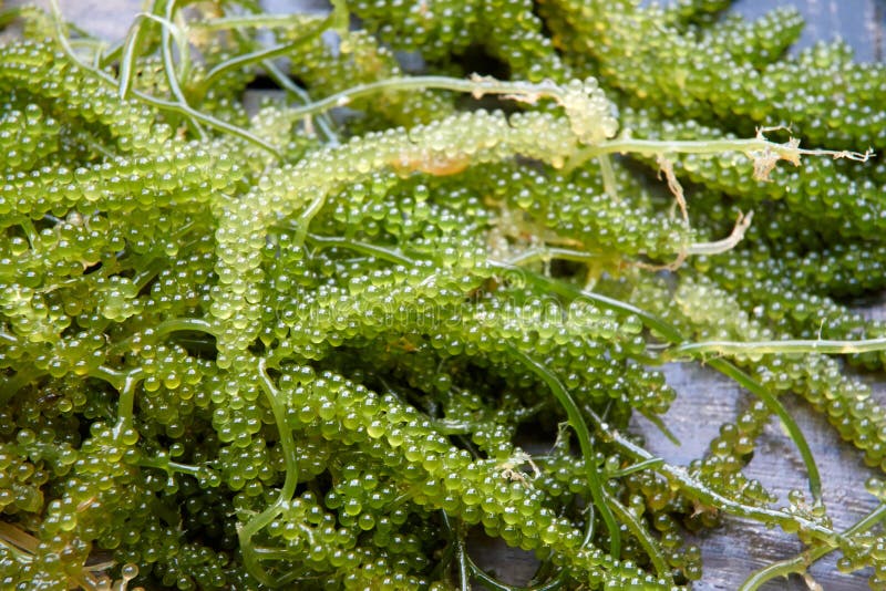 Green Caviar stock image. Image of ingredient, chlorophyll - 170174005