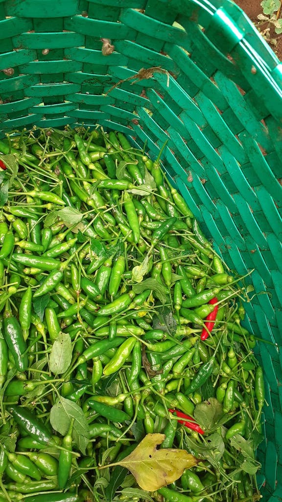 Green Cayenne Pepper in a Container Stock Image - Image of countries ...