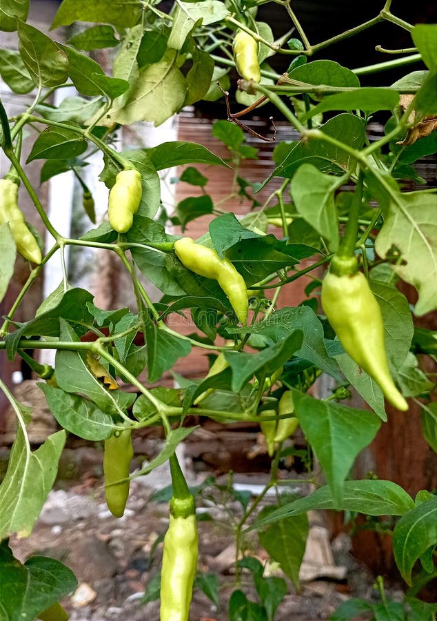 Green Cayenne Pepper when Picked Stock Image - Image of leaf, produce ...