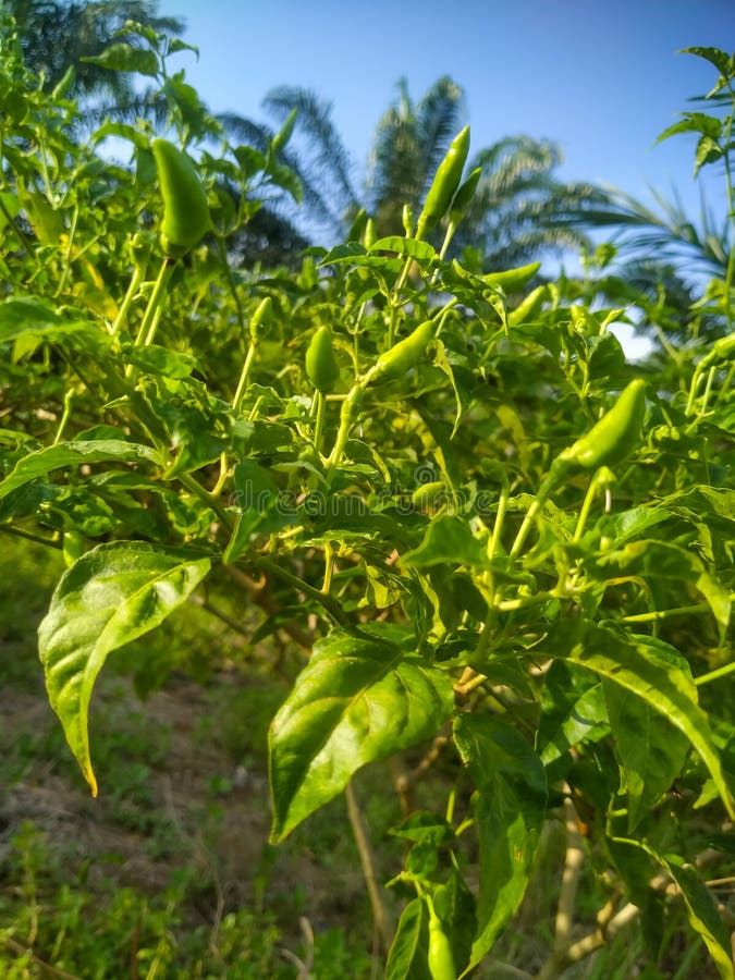 Green Cayenne Peppers that Grow Abundantly? Stock Photo - Image of ...