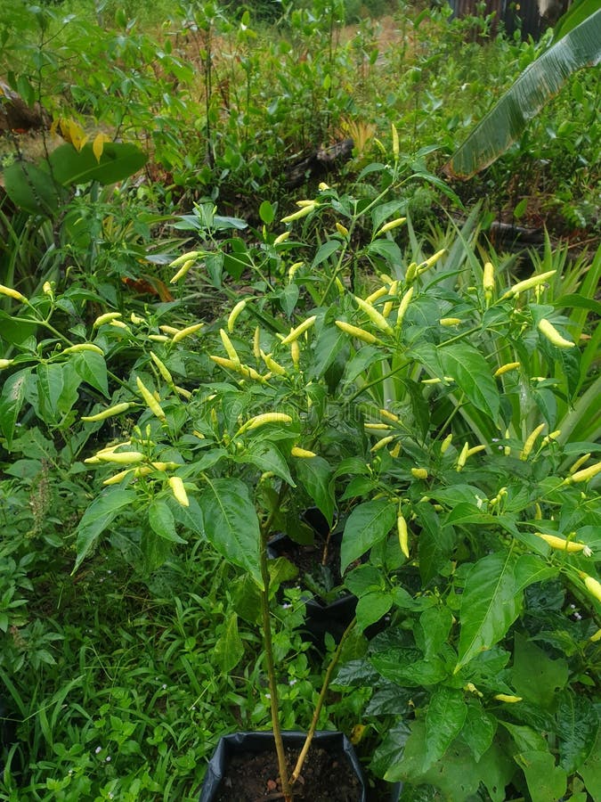Photo of a Green Chili Tree with Lots of Fruit Stock Photo - Image of ...