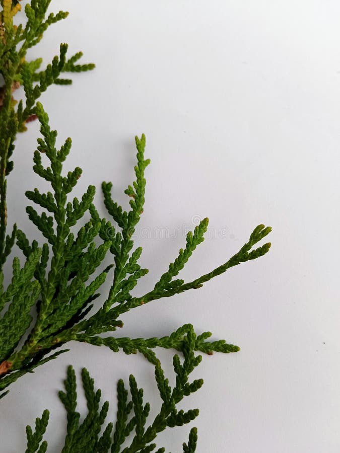 A Green Cedar Tree Branch Close Up with Bokeh Background Stock Photo ...