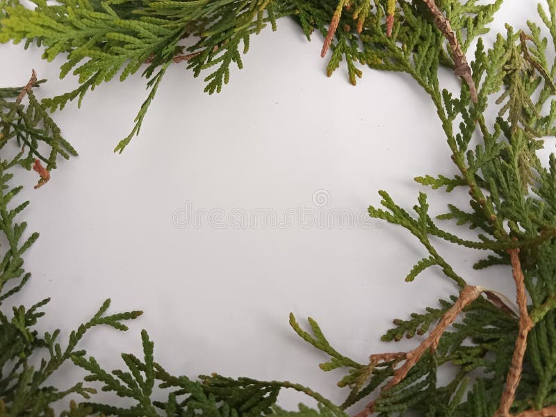 Green Cedar Leaves Nature Background. Coniferous Tree Foliage Close Up ...