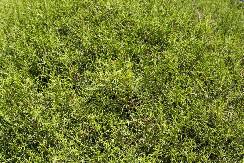 Green cedar shrub texture stock photo. Image of natural - 256119248