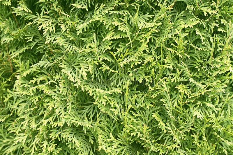 Green Cedar Tree Background Stock Image - Image of park, tree: 141168519