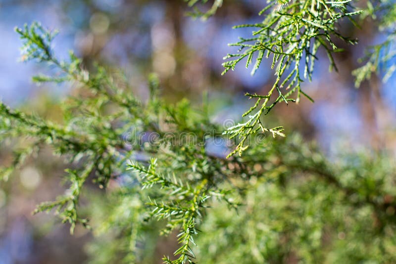 Green Cedar Tree Branches with Bokeh Sky Background Stock Photo - Image ...