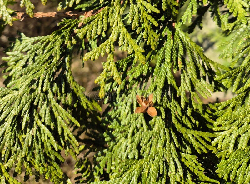 Green Cedar Tree Texture with Natural Light and Shadows Stock Image ...