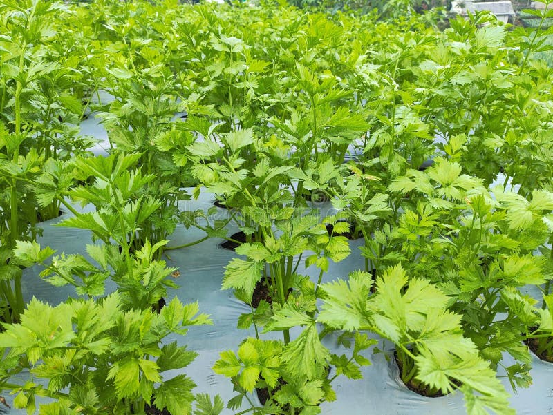 Green Celery Plants Growing Lushly in an Outdoor Hydroponic System ...