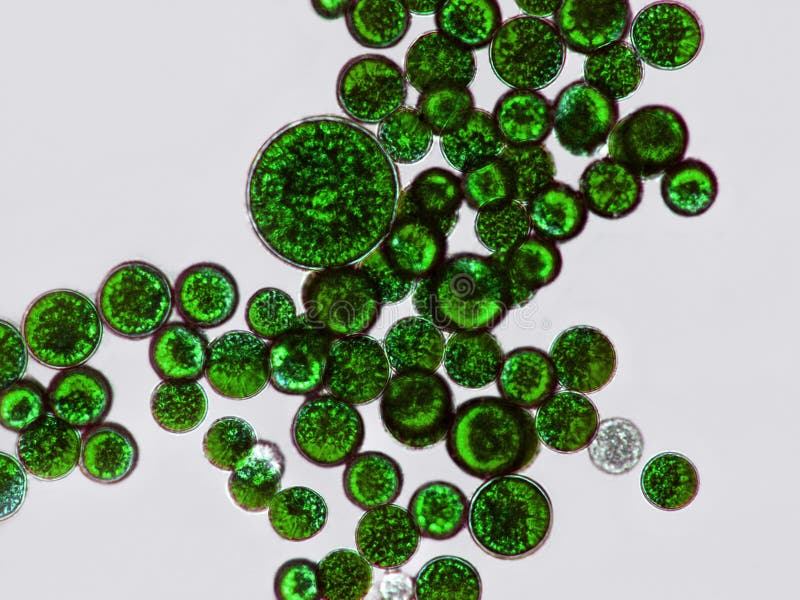 Green Cells, Microscopic Particles. Molecules, Molecular Cell Stock ...