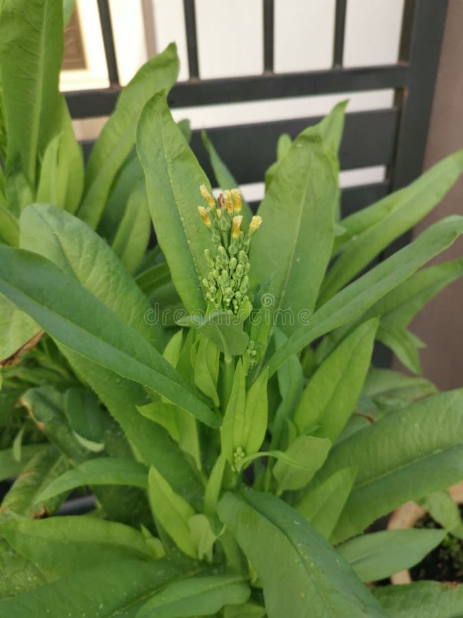 Green Celtuce Lactuca Sativa Growing on the Pot. Stock Image - Image of ...