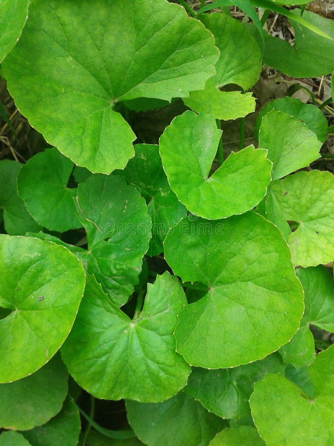 Green Centella Asiatica Leaves In Nature Garden Stock Photo - Image of ...