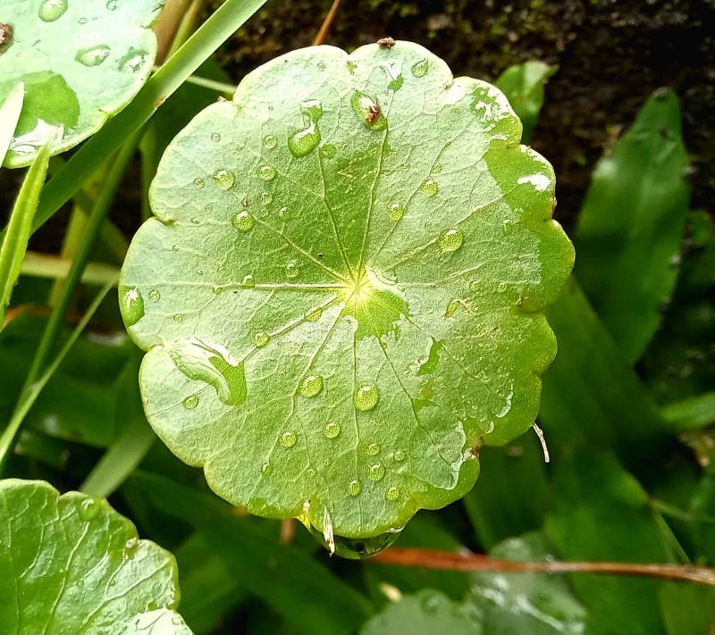 Green Centella Leaf with Water Stock Image - Image of wildflower ...