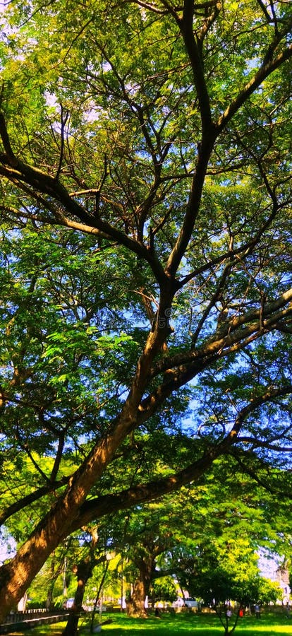 151 Banda Flower Stock Photos - Free & Royalty-Free Stock Photos from ...