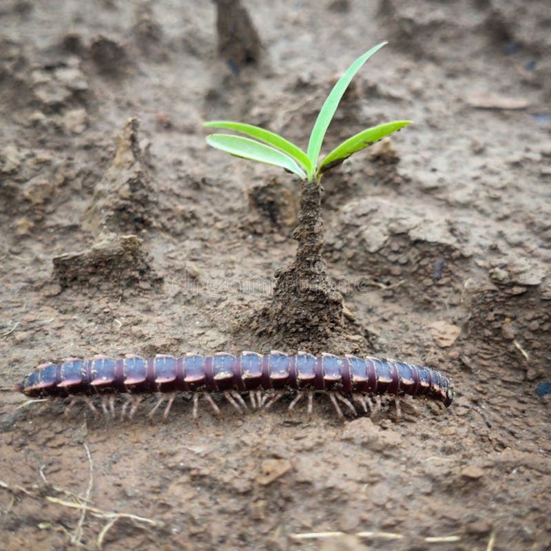 SMALL GREEN PLANT and CENTIPEDE DISPLAY Stock Image - Image of crawling ...