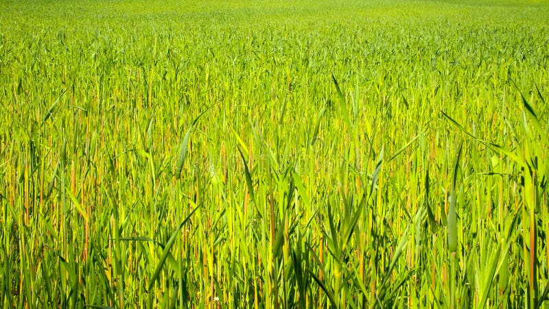 Green Cereal in the Spring a Large Field of Young Grain Stock Photo ...