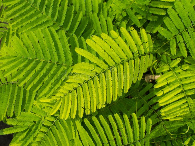 Green Cha Leaves stock image. Image of botanical, green - 103171973