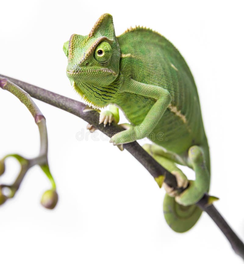 Green chameleon stock photo. Image of isolated, background - 36849052
