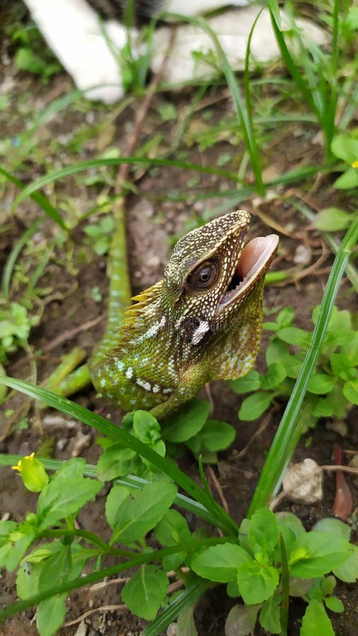 Chameleon Dragon stock photo. Image of lizard, chelosania - 224582246