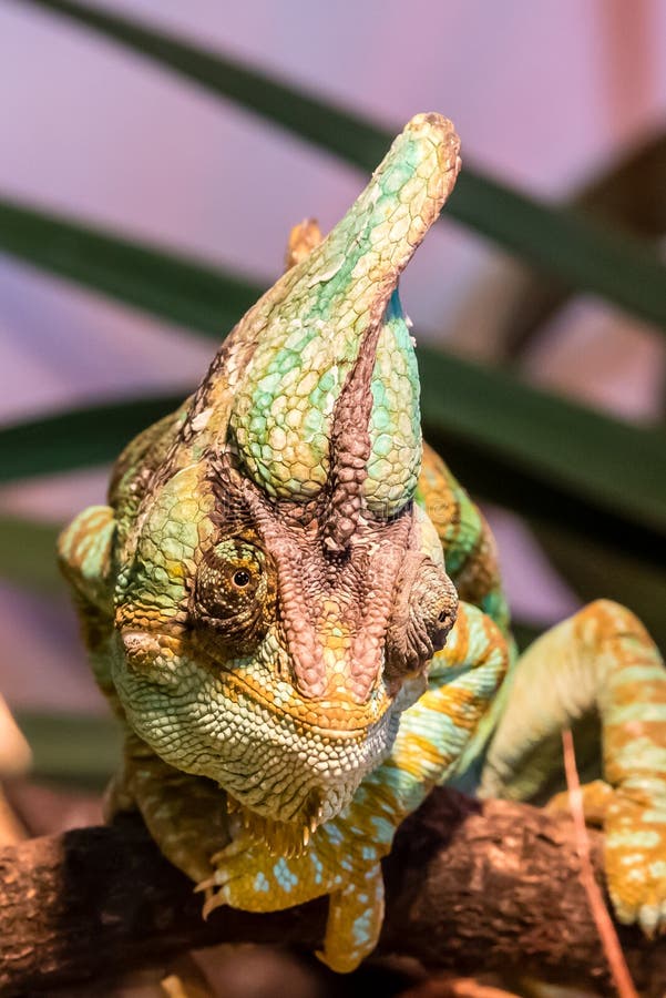 Green chameleon stock photo. Image of posing, stone - 104961596