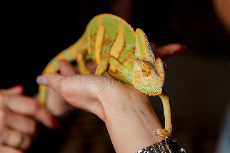 Green Chameleon in Man`s Hand Stock Photo - Image of nature, rainforest ...