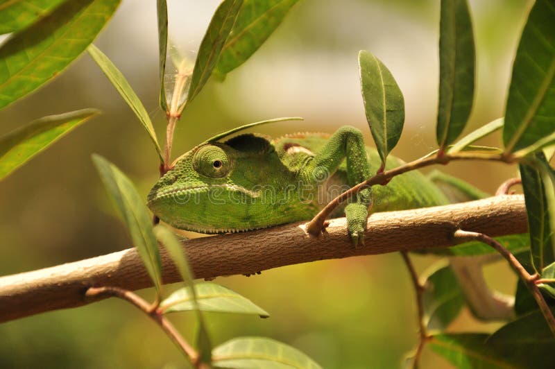 Green chameleon stock image. Image of animal, gerbera - 35231871