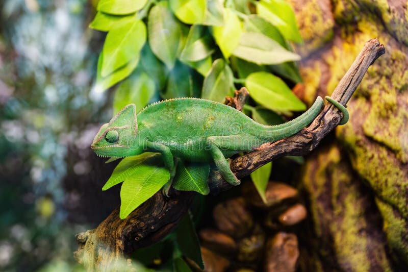 Green Chameleon on Tree Branch Stock Photo - Image of habitat ...