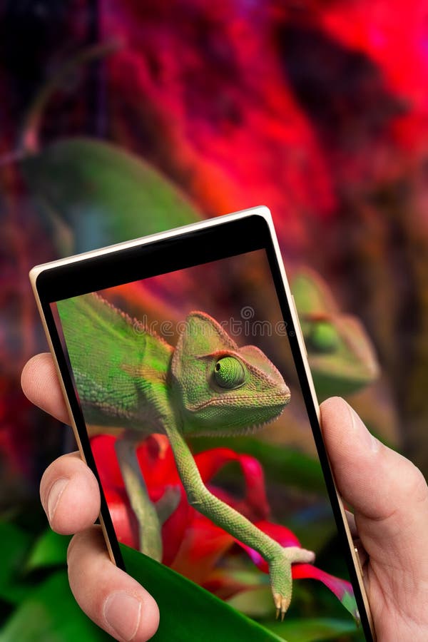 Green Chameleon on Smartphone Screen Stock Image - Image of macro, cute ...