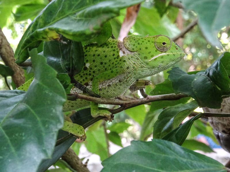 Green chameleon stock image. Image of tree, forest, green - 85911269