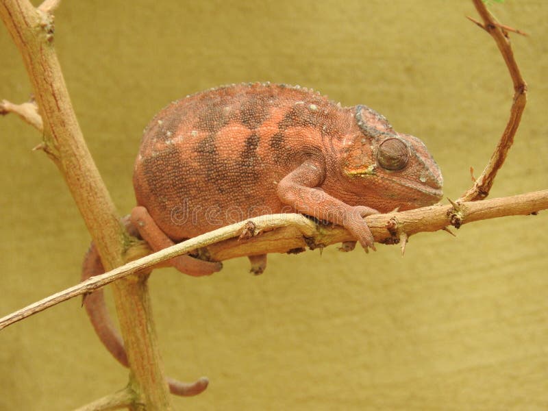 Green chameleon in a tree stock photo. Image of wild - 114526700