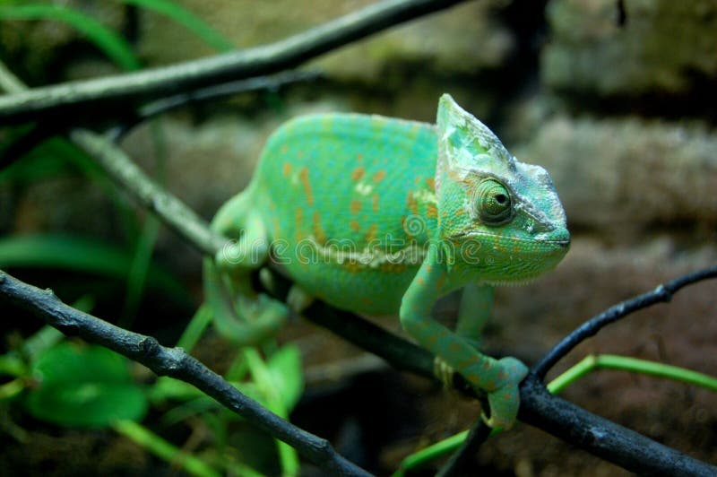 Green chameleon stock photo. Image of insectivores, change - 93946294